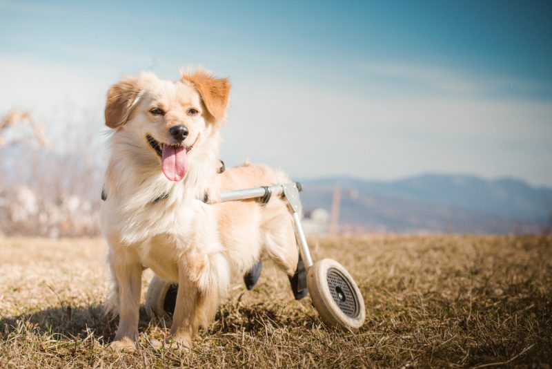 Intervertebral Disc Disease (IVDD): All about the disease and How Laser ...